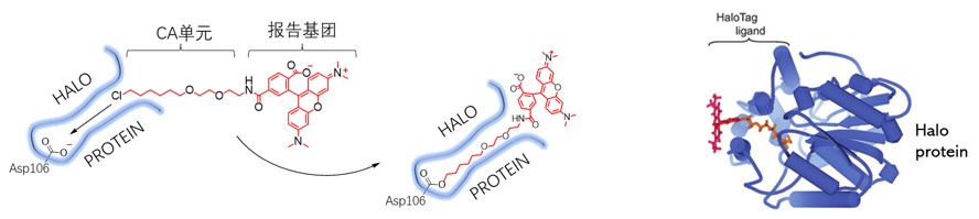 Halo tag蛋白自标记 | 多荧生物 - 最全的荧光方案