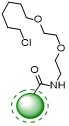 自标记蛋白显影 | 多荧生物 - 最全的荧光方案