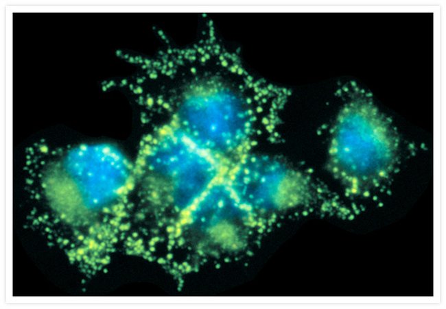 PoPo-1 POPO-1 Iodide | 多荧生物_Duofluor