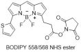 BODIPY 493/503 NHS 活化酯 / BODIPY 493/503 NHS | 多荧生物_Duofluor