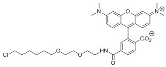 Halo tag TMR 配体 / HaloTag 配体 / HaloTag TMR / HaloTag ligand | 多荧生物_Duofluor